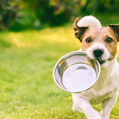 Canine College | Doggie Daycare | Boarding Training Grooming
